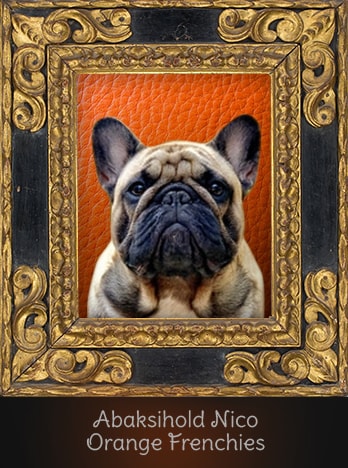 Orange Frenchies Kennel – Breeding & loving French Bulldogs