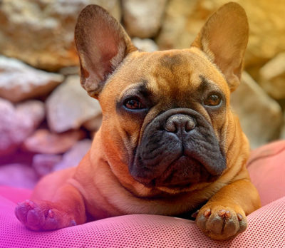 About – Orange Frenchies Kennel