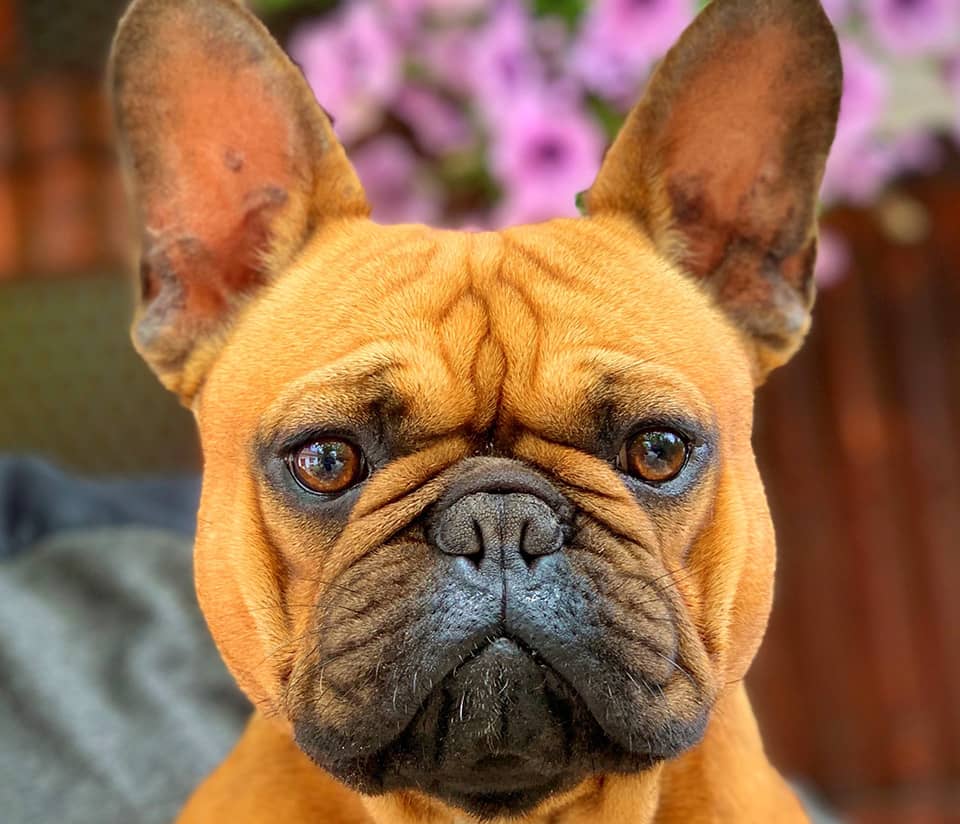 Puppies – Orange Frenchies Kennel